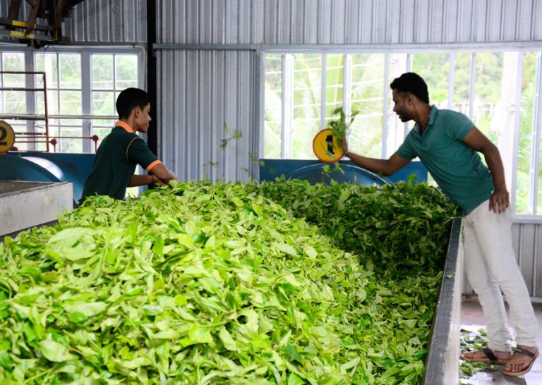 Gallery – Lions Tea